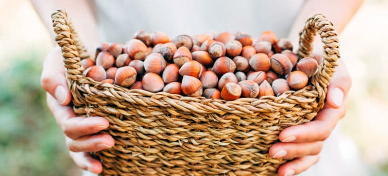 Hazelnuts Benefits, Nutrition and How to Use - Dr. Axe