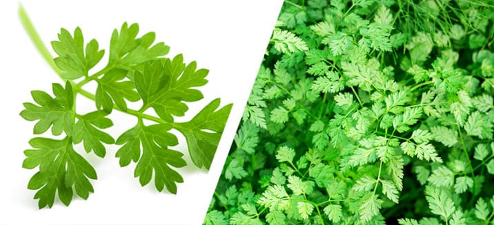 What Is Chervil? Benefits, Uses, Recipes, Side Effects and More - Dr. Axe