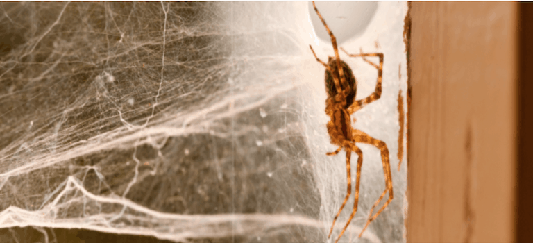 Systematic Desensitization Benefits for Anxiety and Phobias