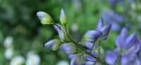 Aconite Uses, Benefits, Dangers, Side Effects and Poisoning - Dr. Axe