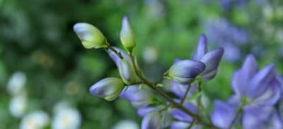 Aconite Uses, Benefits, Dangers, Side Effects and Poisoning - Dr. Axe