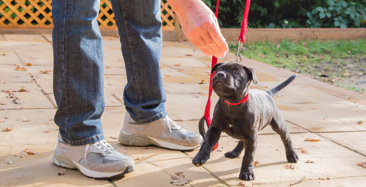 Classical Conditioning: How It Works and Potential Benefits - Dr. Axe