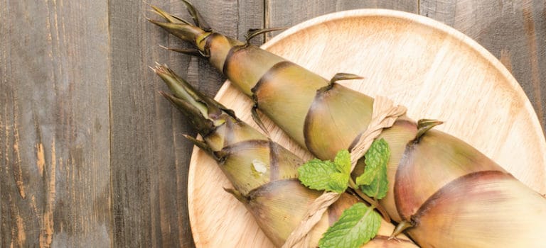 Bamboo Shoots Nutrition, Benefits, Recipes and How to Grow - Dr. Axe