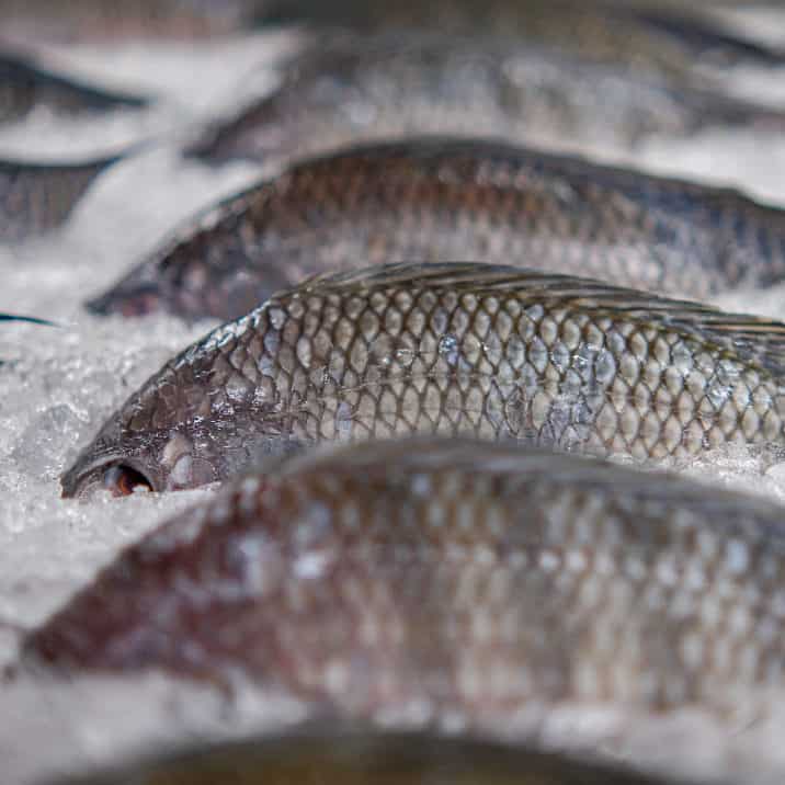 Tuna Fish Benefits vs. Downsides - Dr. Axe