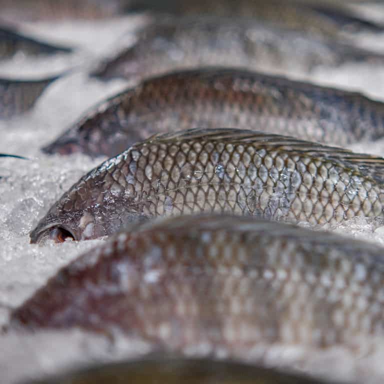 14 Best Fish to Eat, Plus Recipe Ideas - Dr. Axe