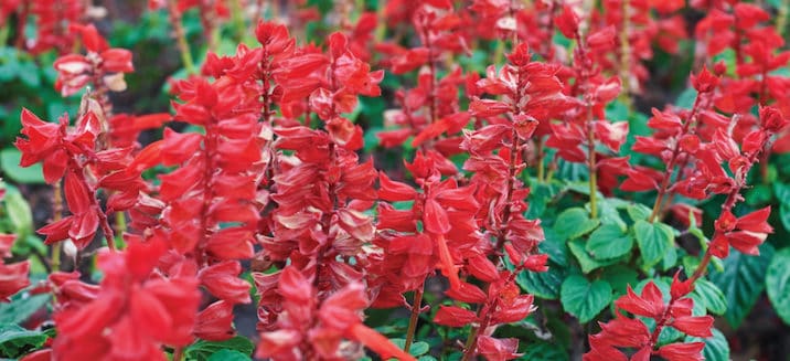 What Is Red Sage? Benefits, Uses and Side Effects - Dr. Axe