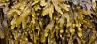 Bladderwrack Benefits, Uses and Side Effects - Dr. Axe