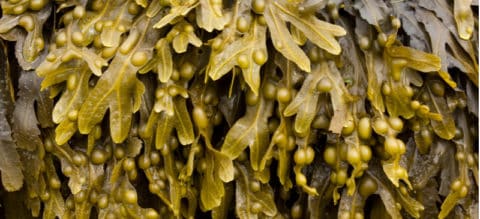 Bladderwrack Benefits, Uses and Side Effects - Dr. Axe