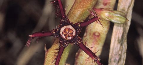 Caralluma Fimbriata Uses, Potential Benefits, Risks, Side Effects - Dr. Axe