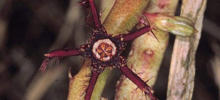 Caralluma Fimbriata Uses, Potential Benefits, Risks, Side Effects - Dr. Axe