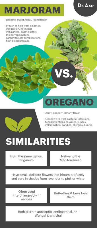 Marjoram Essential Oil Benefits, Uses, Side Effects and More - Dr. Axe Marjoram Essential Oil Benefits, Uses, Side Effects and More - Dr. Axe