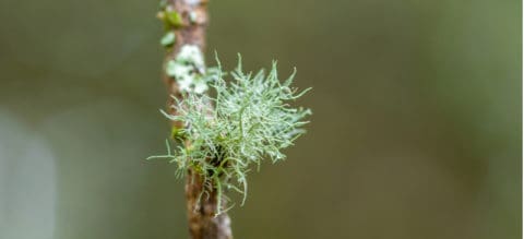 Usnea Benefits, Uses, Dosage, Side Effects and More - Dr. Axe