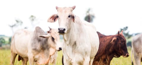 Bovine Collagen Benefits, Uses, Forms and More - Dr. Axe