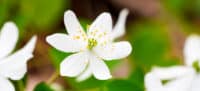Bloodroot Benefits, Uses, Risks, Side Effects and Precautions - Dr. Axe