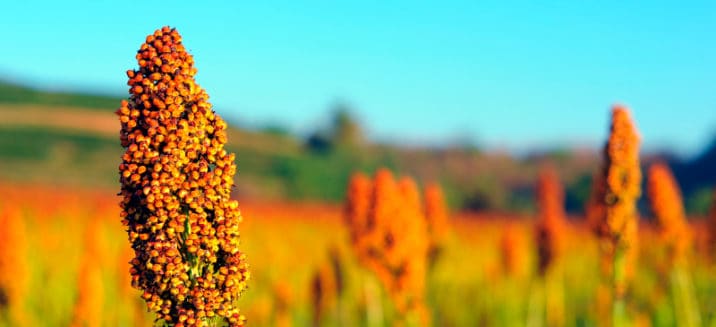 Sorghum Benefits, Nutrition Facts, Uses and Recipes - Dr. Axe