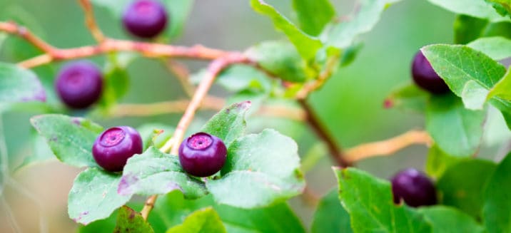 What Is a Huckleberry? Benefits, Nutrition, Recipes, Side Effects - Dr. Axe