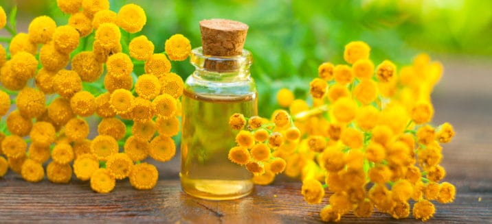 Blue Tansy Oil Benefits, Uses, Risks and Side Effects - Dr. Axe