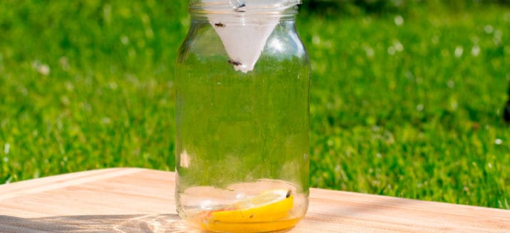 How to Get Rid of Fruit Flies in Your Home Naturally - Dr. Axe