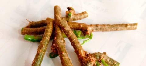 Giloy Benefits, Nutrition, Risks, Side Effects and How to Use - Dr. Axe