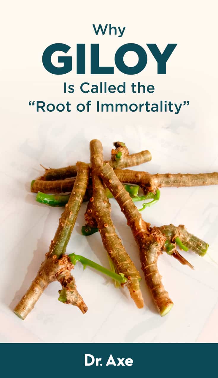 Giloy Benefits, Nutrition, Risks, Side Effects and How to Use - Dr. Axe