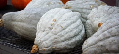 What Is Hubbard Squash? Nutrition, Benefits, Recipes and More - Dr. Axe