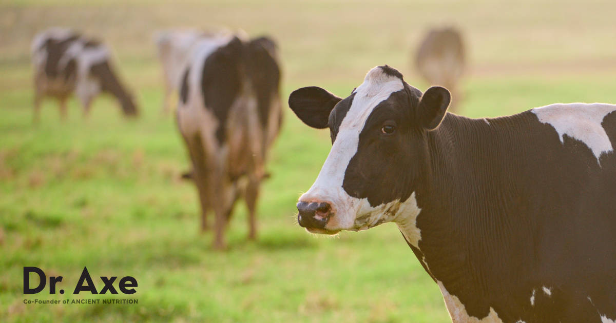 Giving Seaweed to Cows to Help Reduce Methane - Dr. Axe