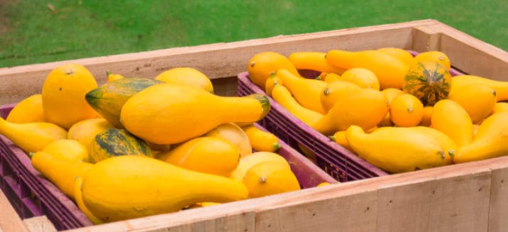 Yellow Squash Nutrition, Benefits, Recipes and Side Effects - Dr. Axe