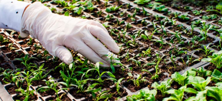 What Is Bioengineered Food? New Laws, Risks (Plus vs. GMO) - Dr. Axe