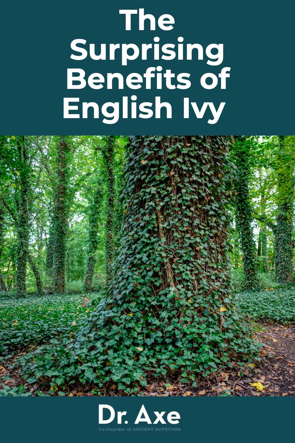 English Ivy Benefits, Uses, Supplements, Dosage and Side Effects- Dr. Axe
