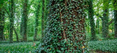 English Ivy Benefits, Uses, Supplements, Dosage and Side Effects- Dr. Axe