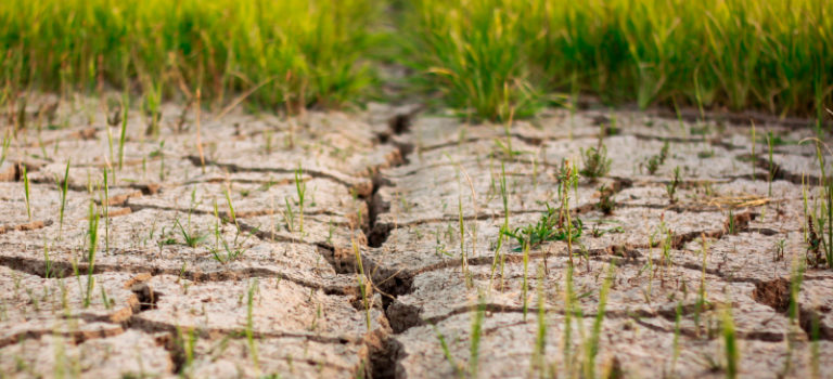 Can Global Land Degradation Be Reversed? - Dr. Axe