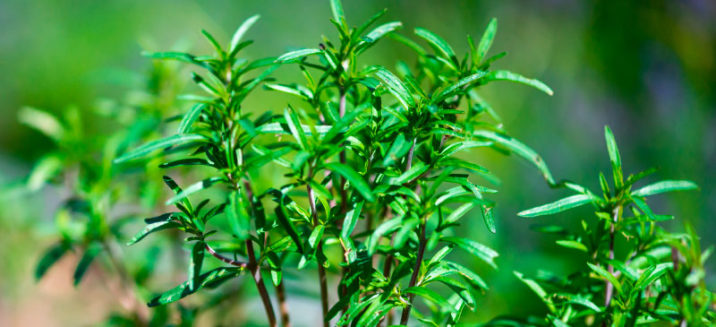 What Is Summer Savory? Benefits, Nutrition, Uses, How to Grow