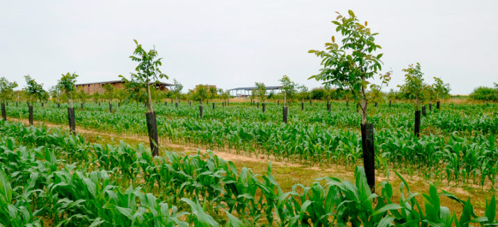 Agroforestry: Benefits of This Ancient Farming Method