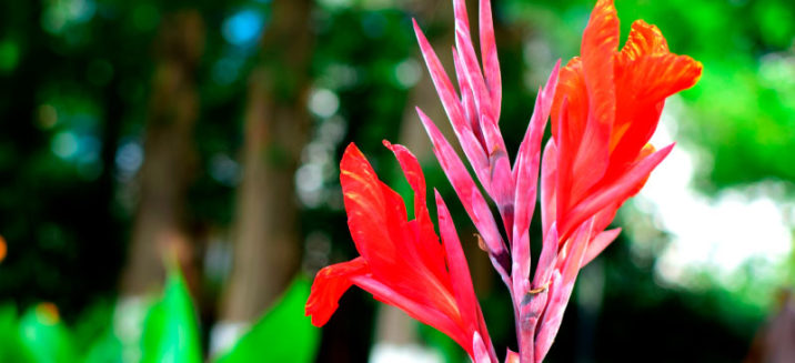 Kanna Extract: Benefits, Uses, Risks and Side Effects - Dr. Axe