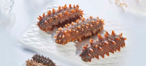 Benefits of Eating Sea Cucumber, Plus Nutrition Facts - Dr. Axe