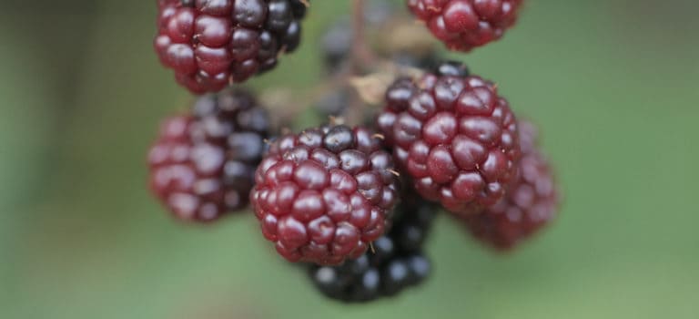 Marionberry Benefits, Nutrition, Uses and Recipes - Dr. Axe
