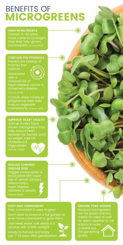 Microgreens: Nutrition, Benefits and How to Grow Them - Dr. Axe
