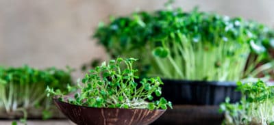 Microgreens: Nutrition, Benefits and How to Grow Them - Dr. Axe