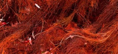 Red Algae Benefits: What Red Marine Algae Can Do for Health - Dr. Axe