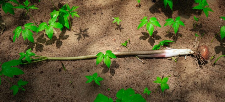 Konjac Root Supplement Benefits, Uses, Risks and Side Effects - Dr. Axe