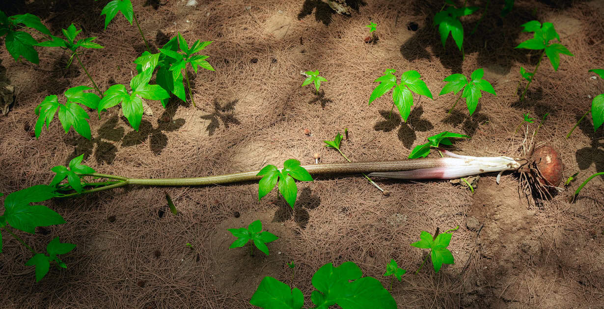 Konjac Root Supplement Benefits, Uses, Risks and Side Effects - Dr. Axe