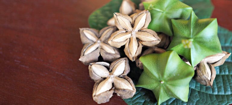 Sanchi Inchi Benefits, Nutrition, Uses, Side Effects, Dosage, FAQs