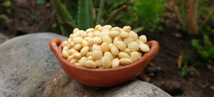 Chocho Protein Powder Benefits, Nutrition, Uses and Side Effects