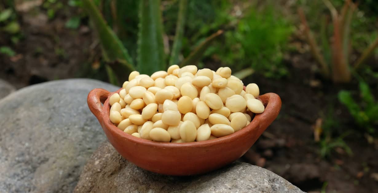 Chocho Protein Powder Benefits, Nutrition, Uses and Side Effects